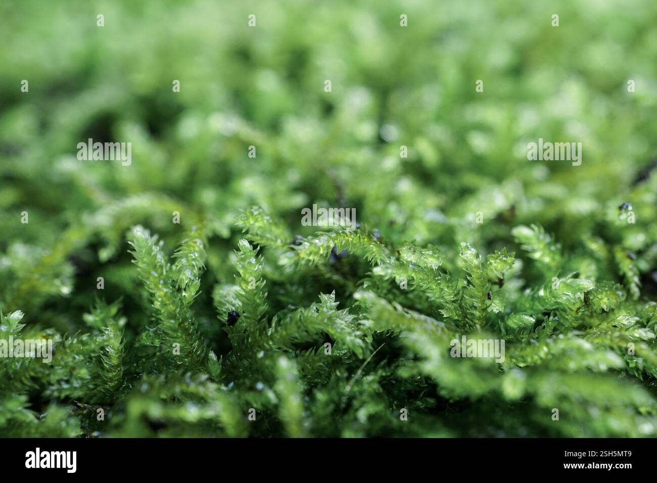 moss in the forest in springtime, green background Stock Photo - Alamy