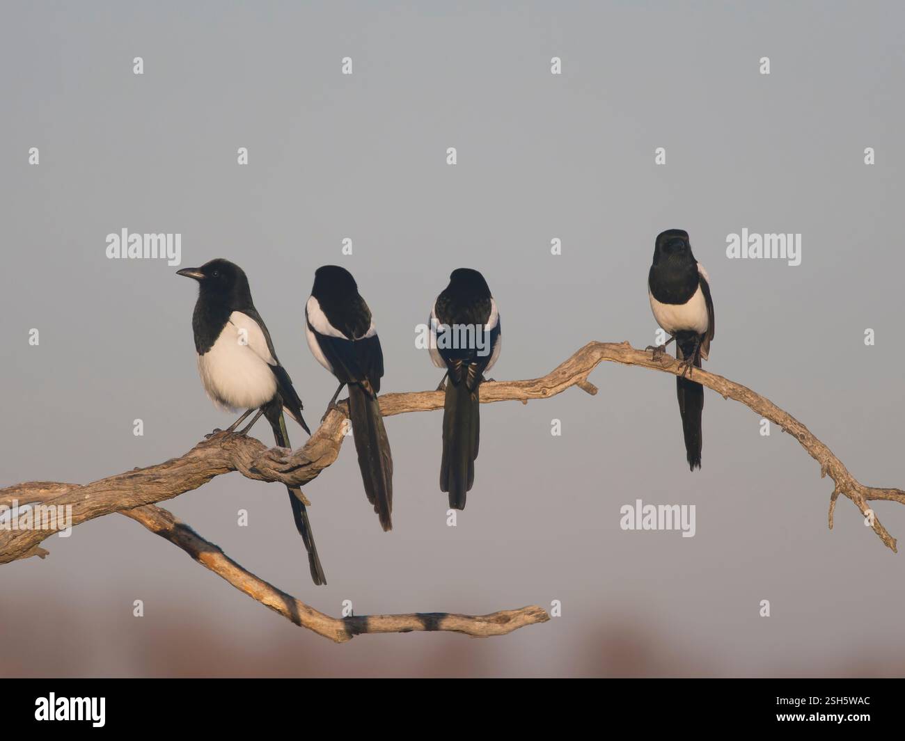 Magpie, Pica pica, Four birds on branch, Spain, February 2025 Stock ...