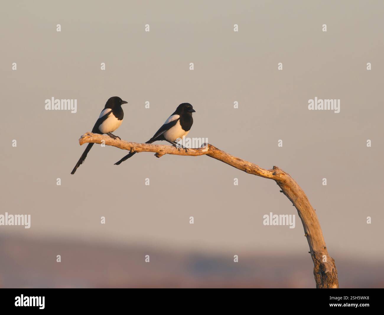 Magpie, Pica pica, Two birds on branch, Spain, February 2025 Stock ...