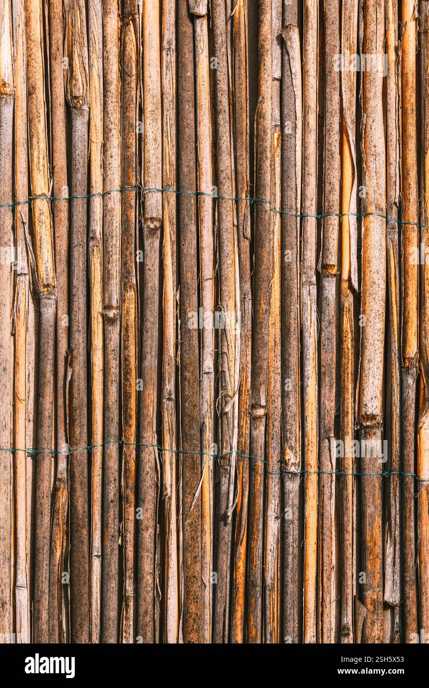 Natural reed fencing, texture of old dry reed straws, vertical image ...