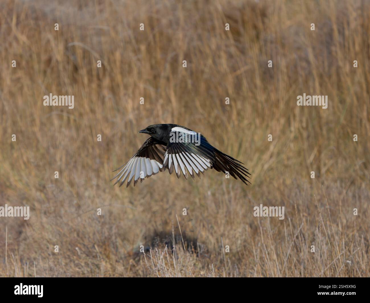 Magpie, Pica pica, Single bird in flight, Spain, February 2025 Stock ...