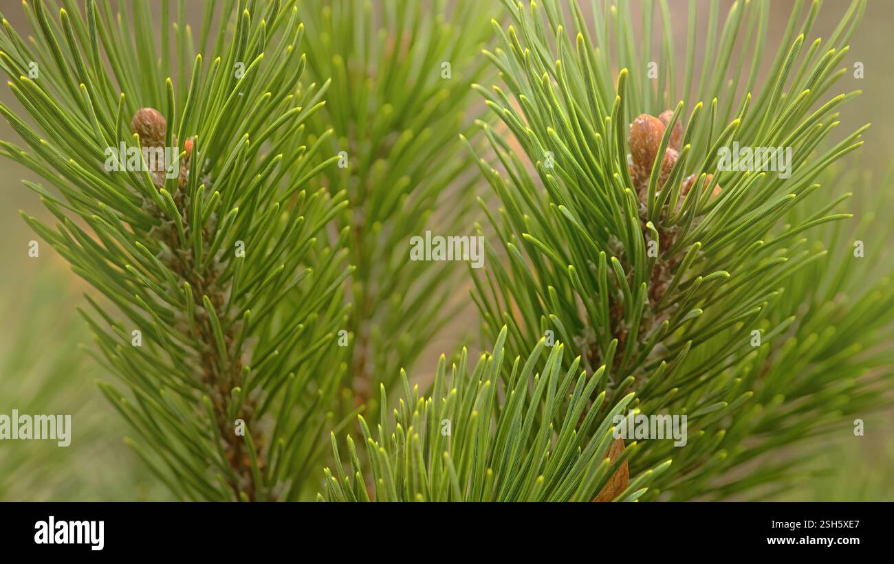 Young shoots pine cones hi-res stock photography and images - Alamy