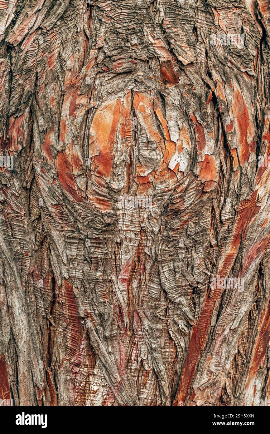 Bark texture, tree crust or tree skin surface as natural background ...