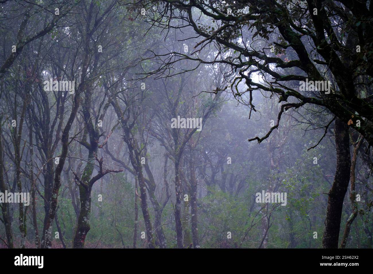 Dense oak forest shrouded in mist, creating an ethereal atmosphere. Ayegui, navarre, spain Stock ...