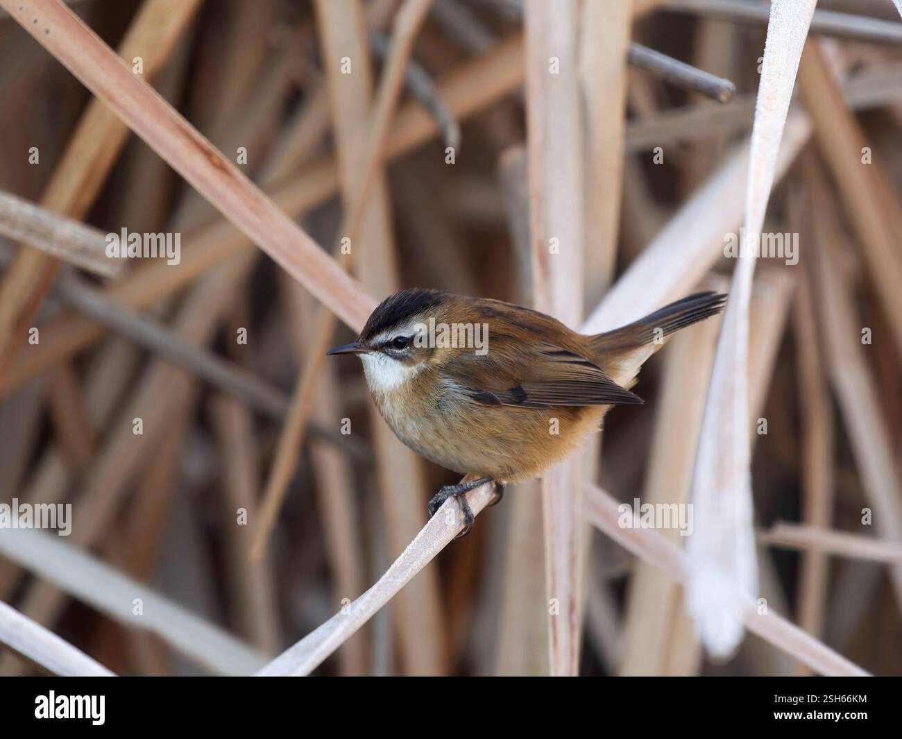 Moustached warbler, Acrocephalus melanopogon, Single bird in reeds ...