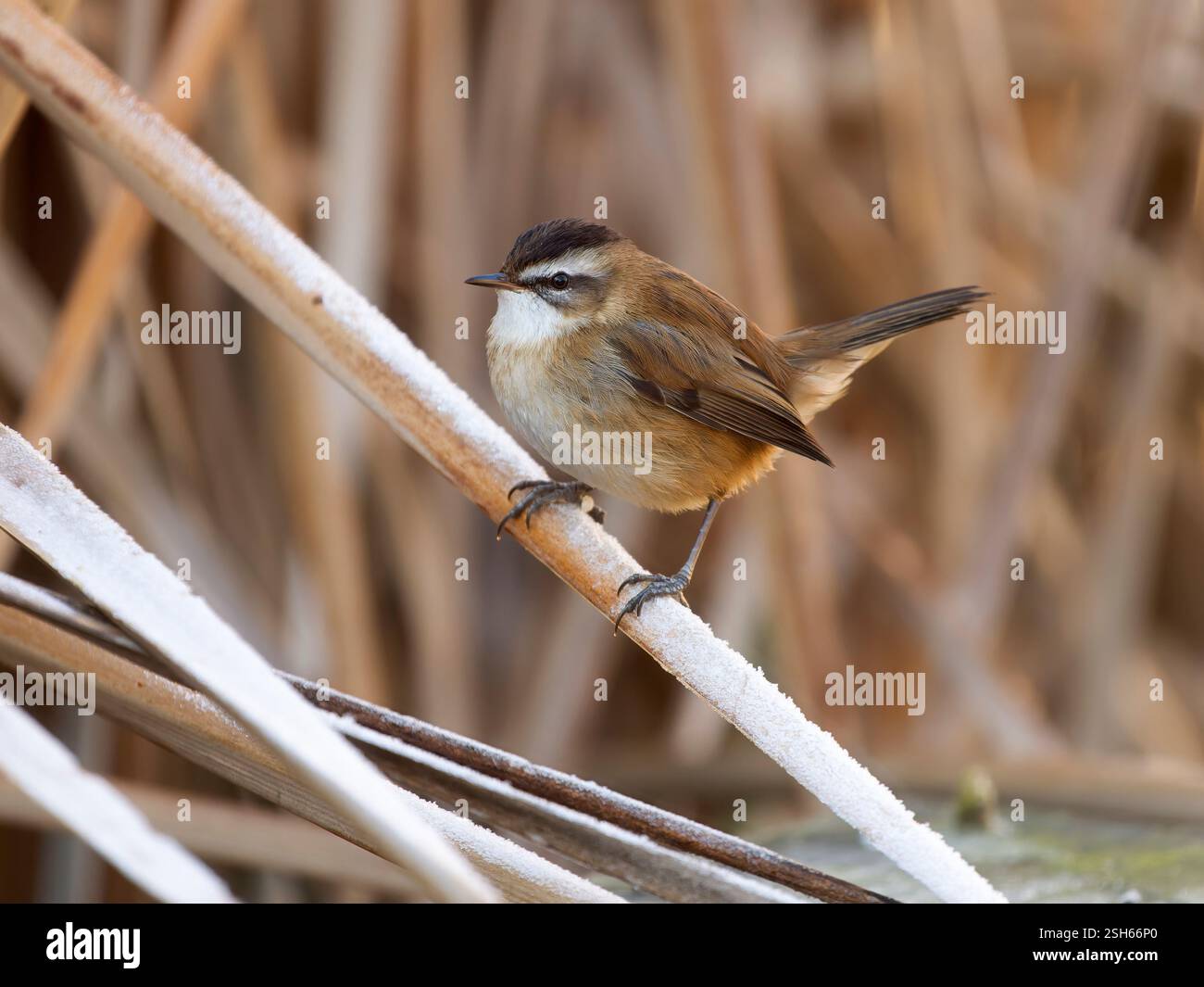 Moustached warbler, Acrocephalus melanopogon, Single bird in reeds ...