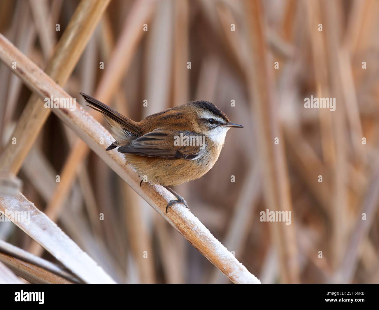 Moustached warbler, Acrocephalus melanopogon, Single bird in reeds ...
