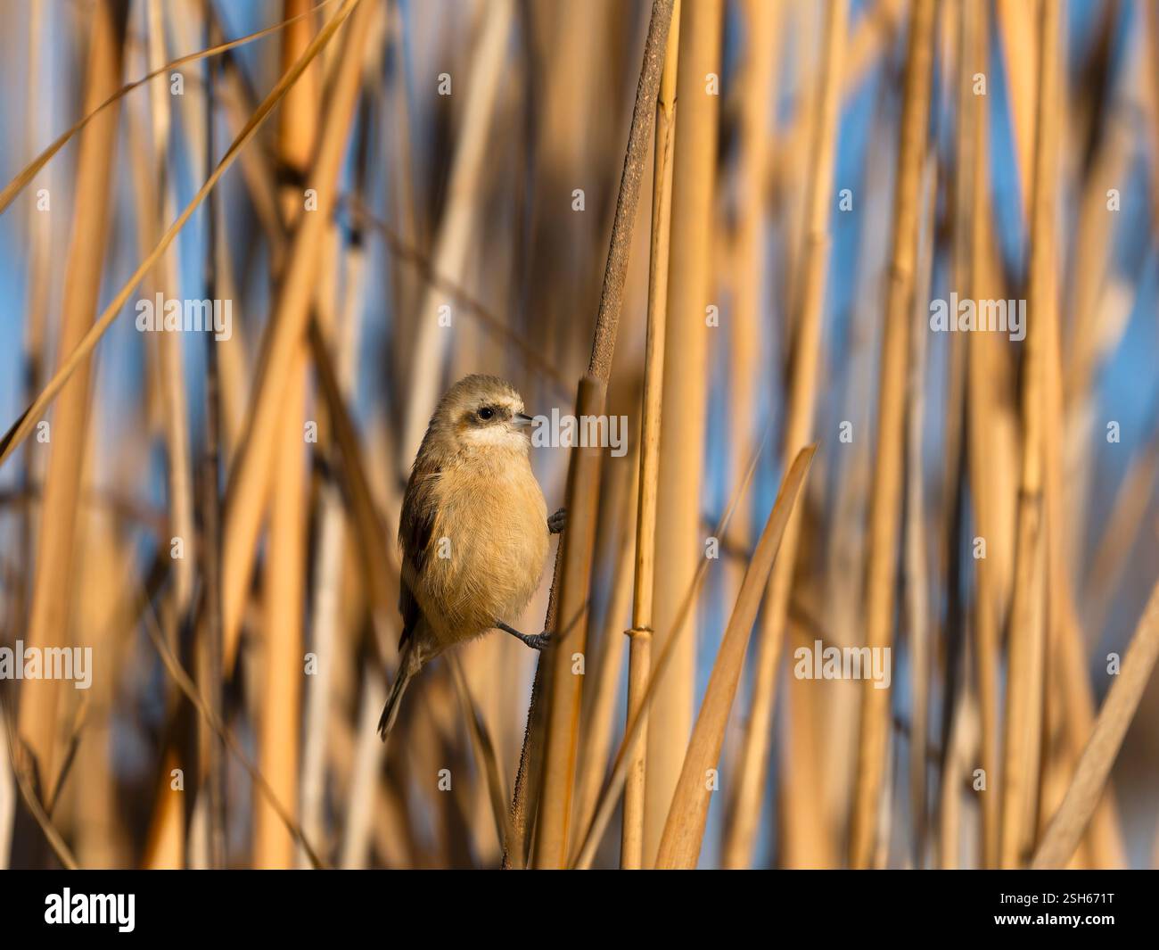 Penduline tit, Remiz pendulinus, Single bird on reeds, Spain, February ...
