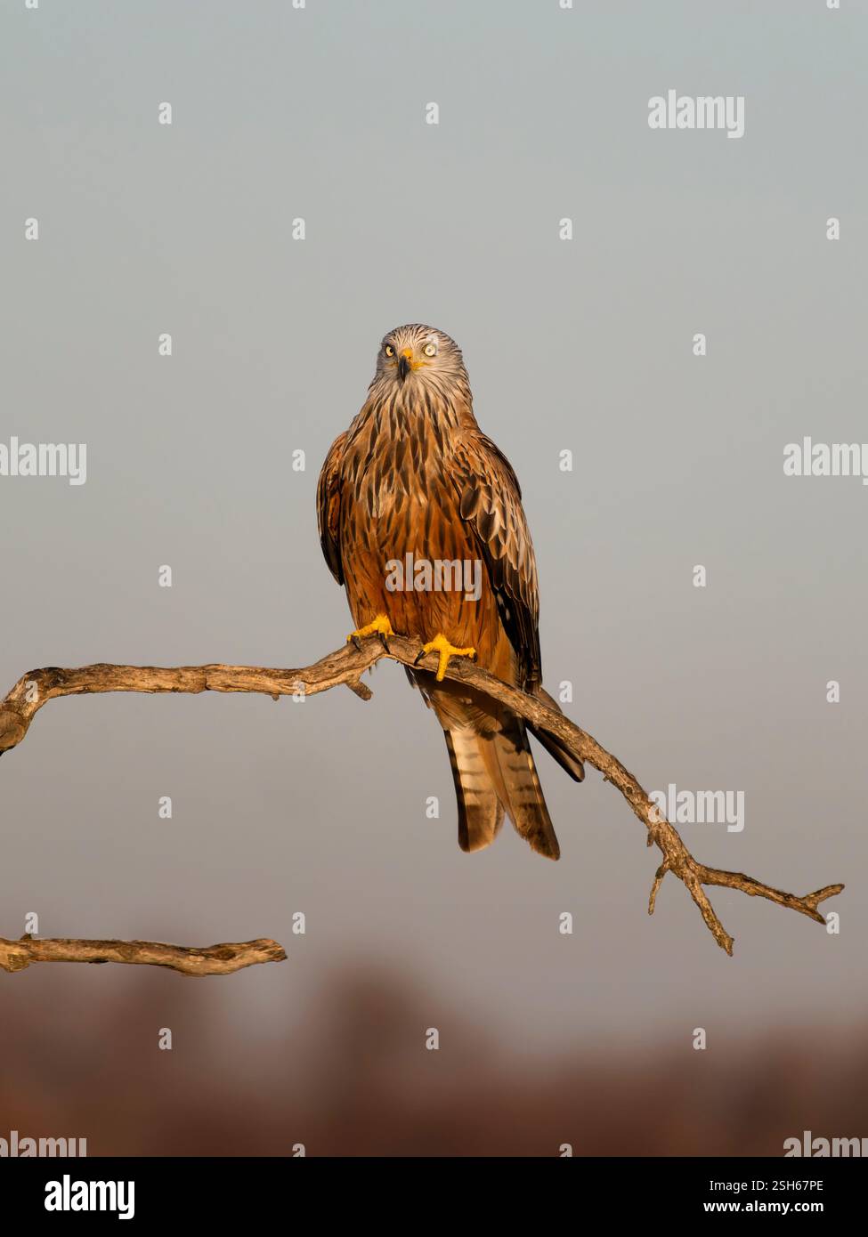 Red kite, Milvus milvus, Single bird on branch, Spain, February 2025 ...