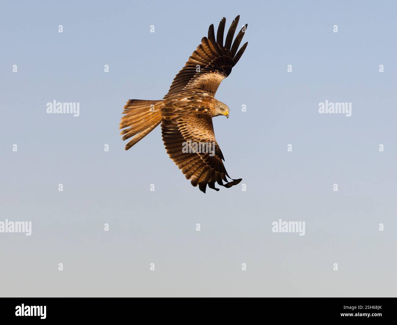 Red kite, Milvus milvus, Single bird in flight, Spain, February 2025 ...