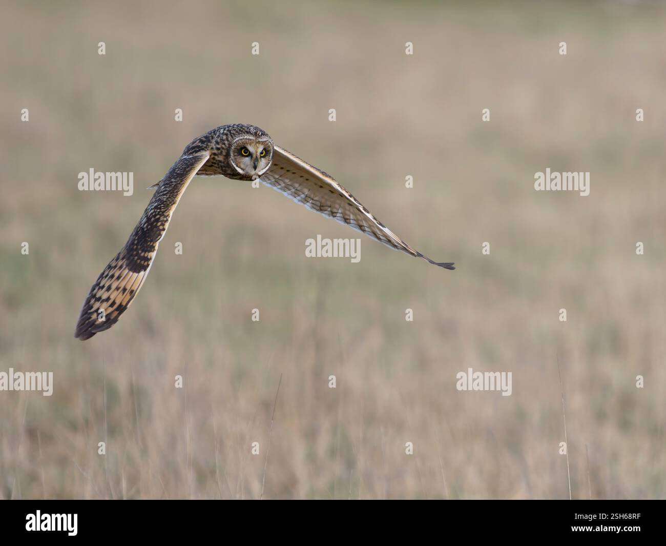 Short-eared owl, Asio flammeus, single bird in flight, Gloucestershire ...