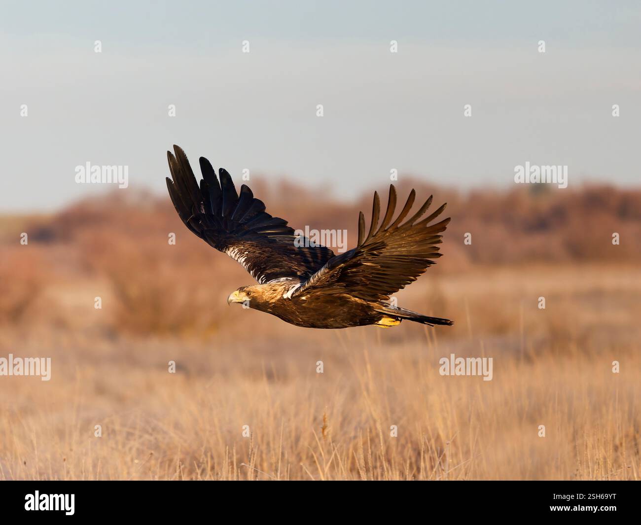 Spanish imperial eagle, Aquila adalberti, Single bird in flight, Spain ...