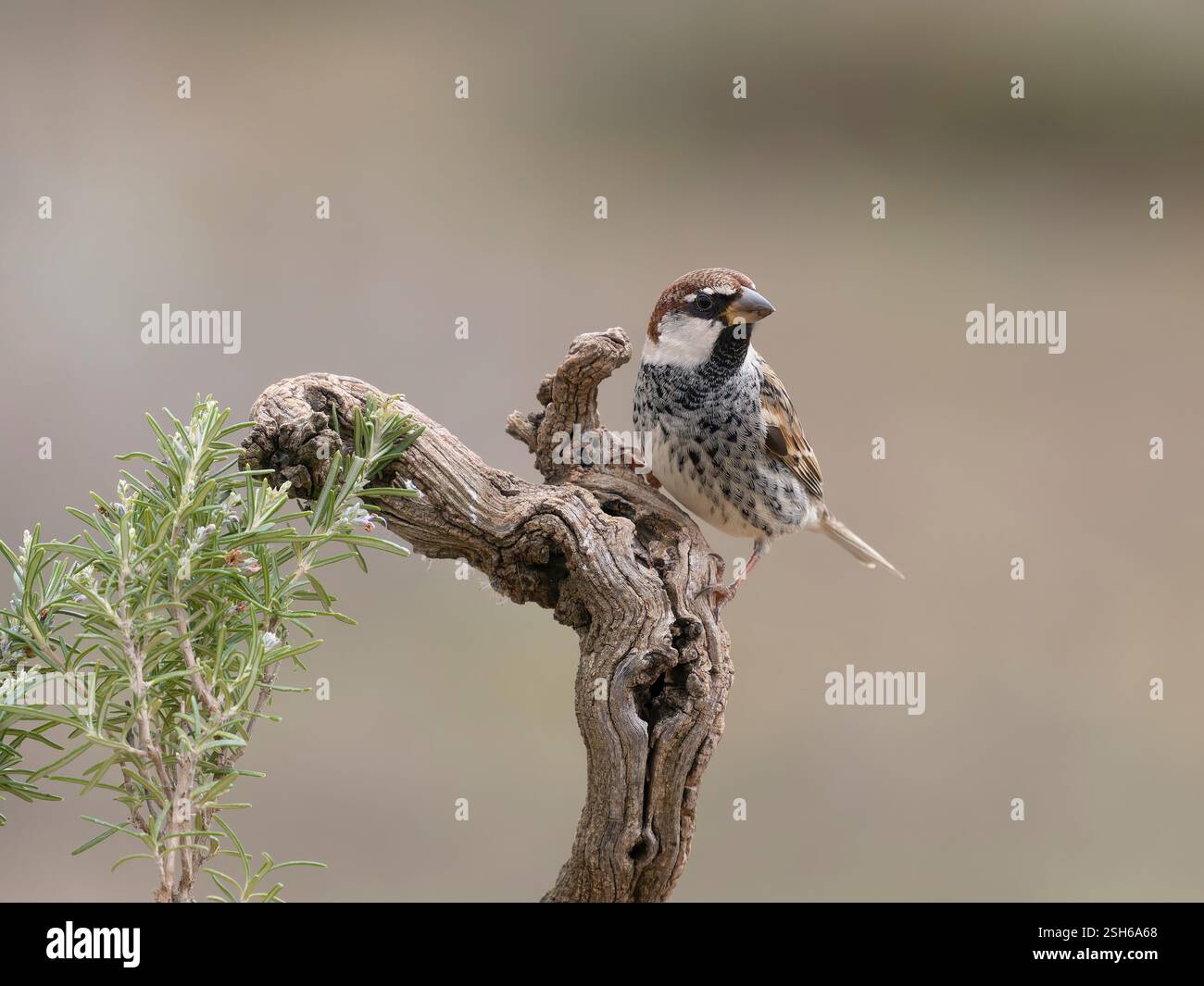 Spanish sparrow, Passer hispaniolensis, Single male bird on branch ...