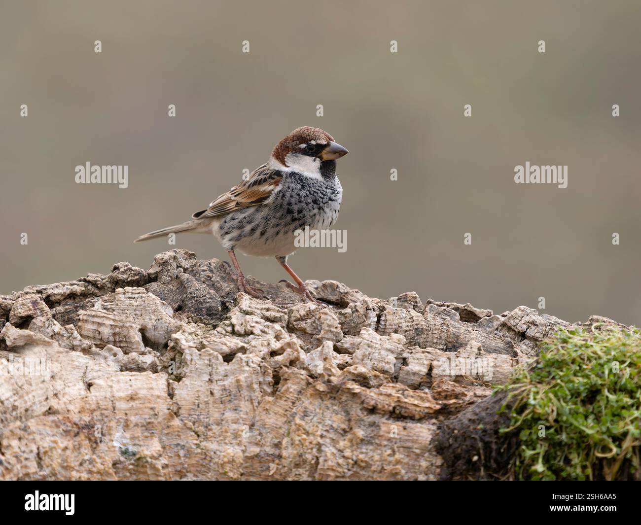 Spanish sparrow, Passer hispaniolensis, Single male bird on branch ...