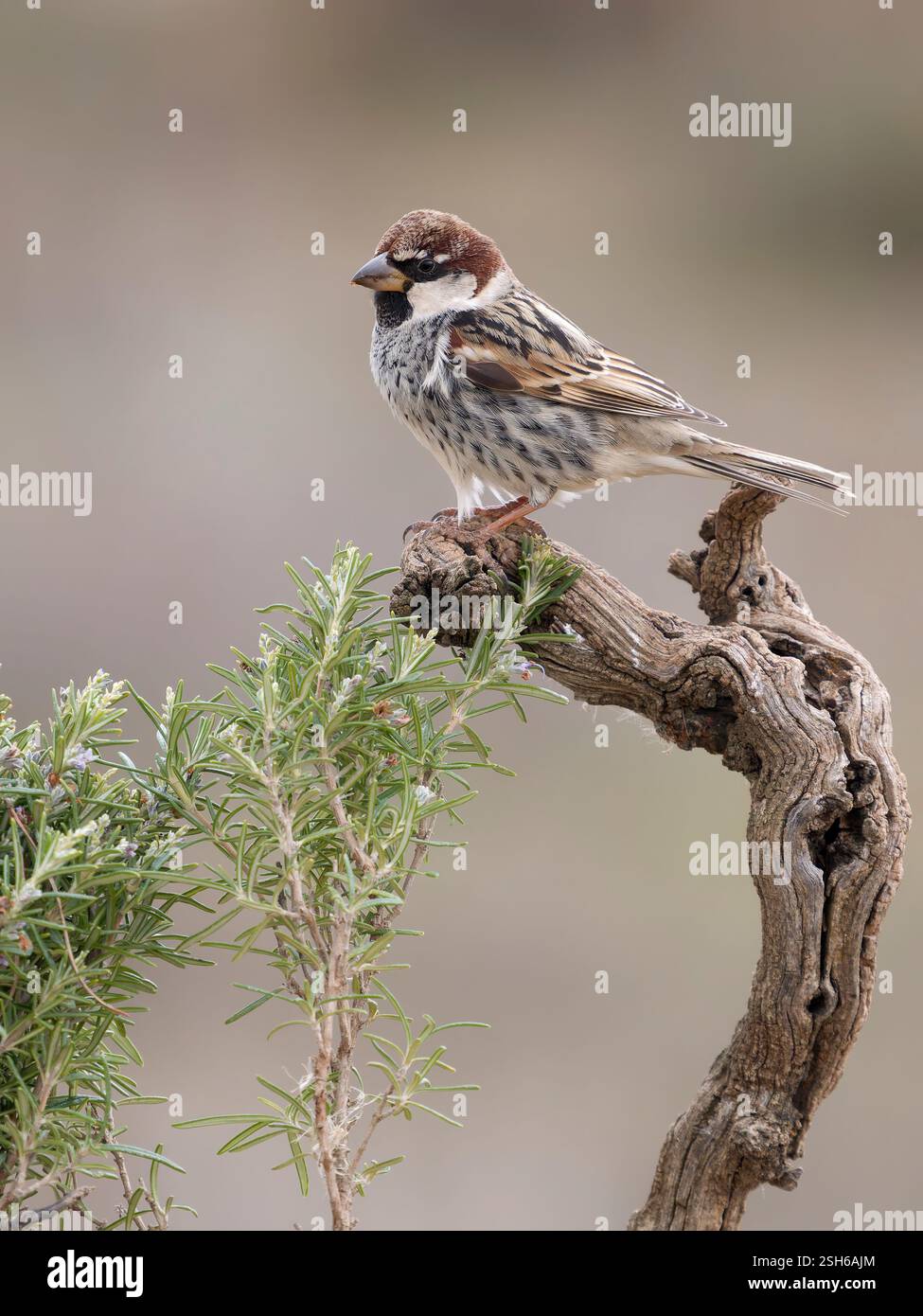 Spanish sparrow, Passer hispaniolensis, Single male bird on branch ...