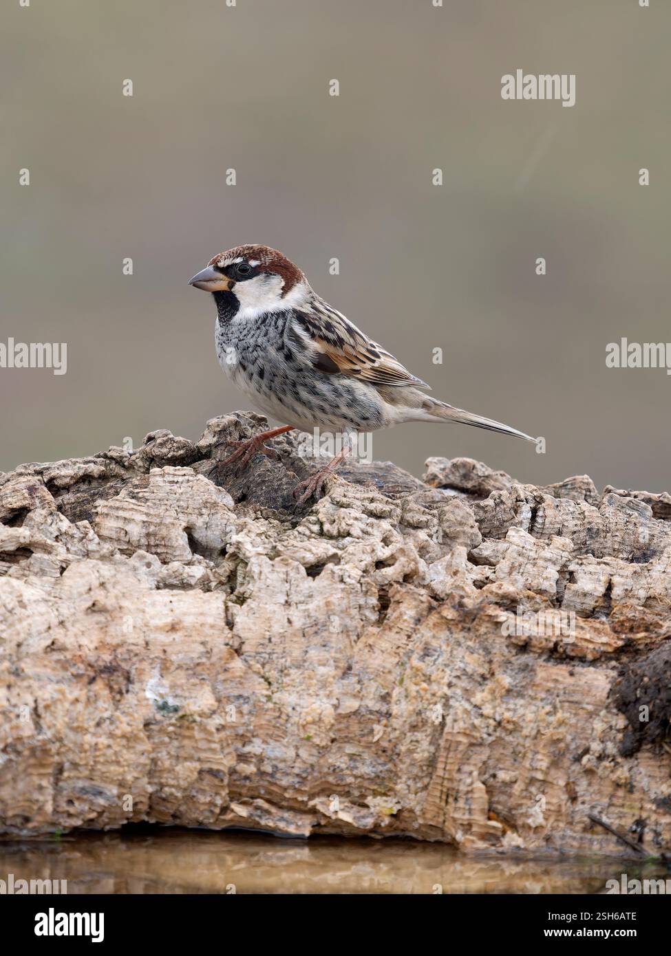 Spanish sparrow, Passer hispaniolensis, Single male bird on branch ...