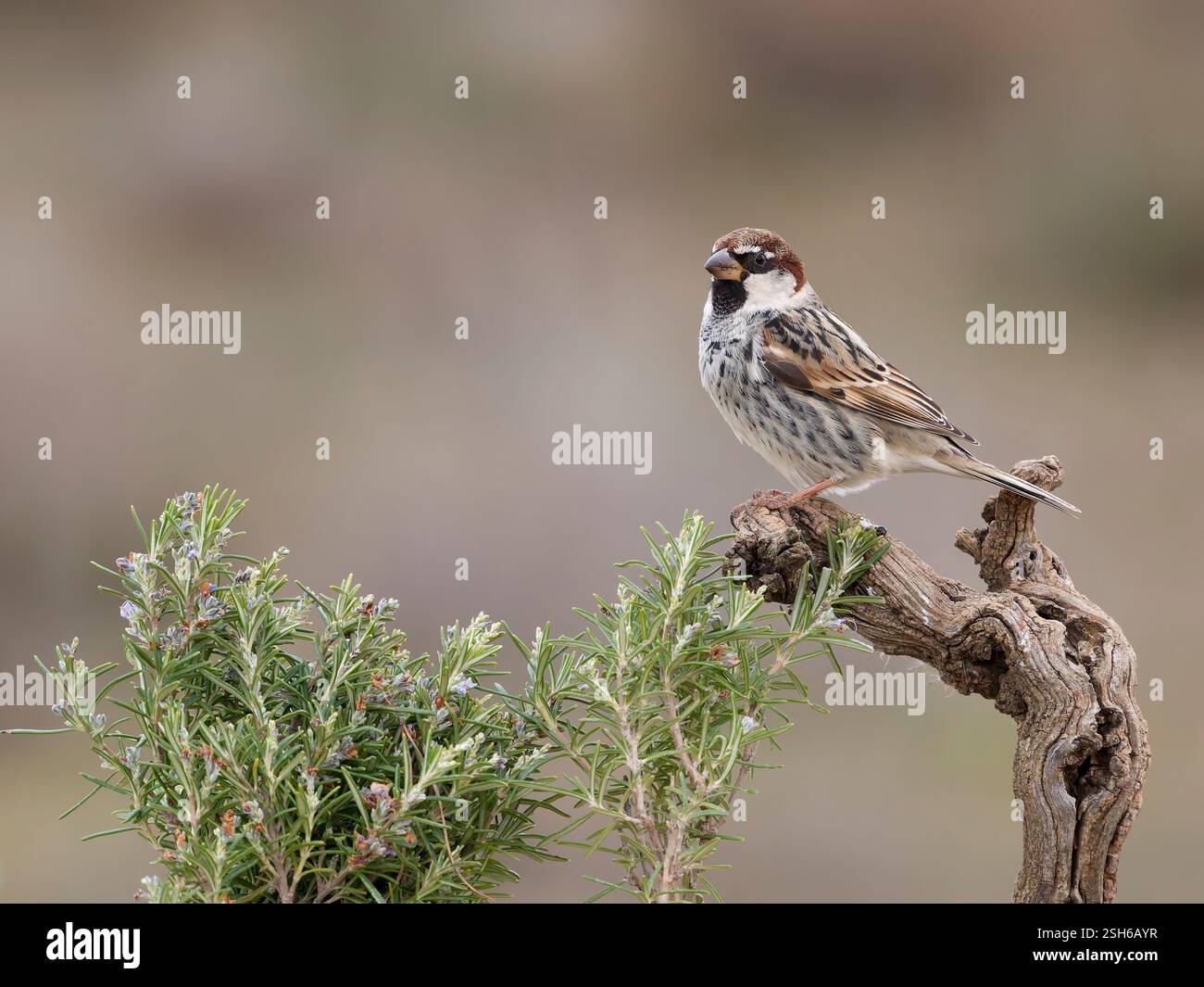 Spanish sparrow, Passer hispaniolensis, Single male bird on branch ...