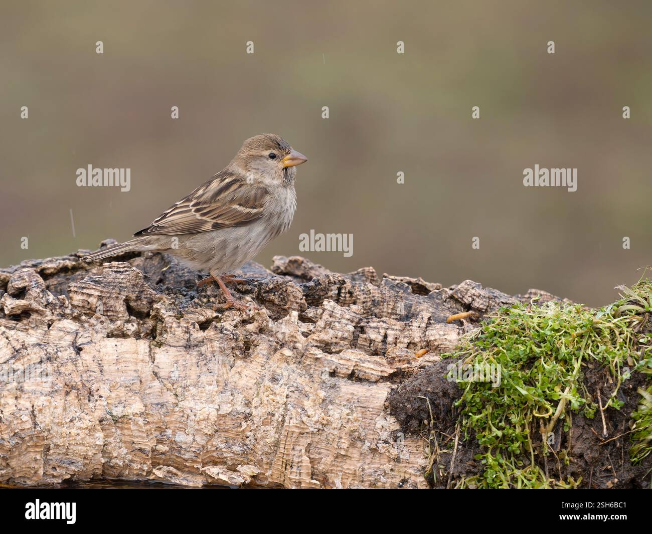 Spanish sparrow, Passer hispaniolensis, Single female bird on branch ...