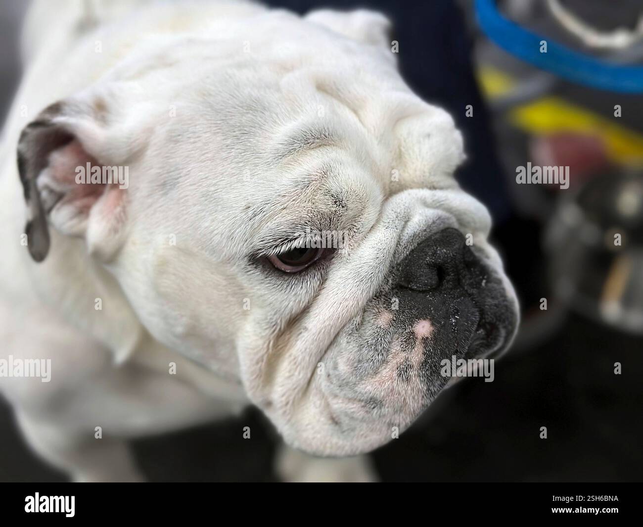 Buns, a bulldog, relaxes after competing at the 149th Westminster ...