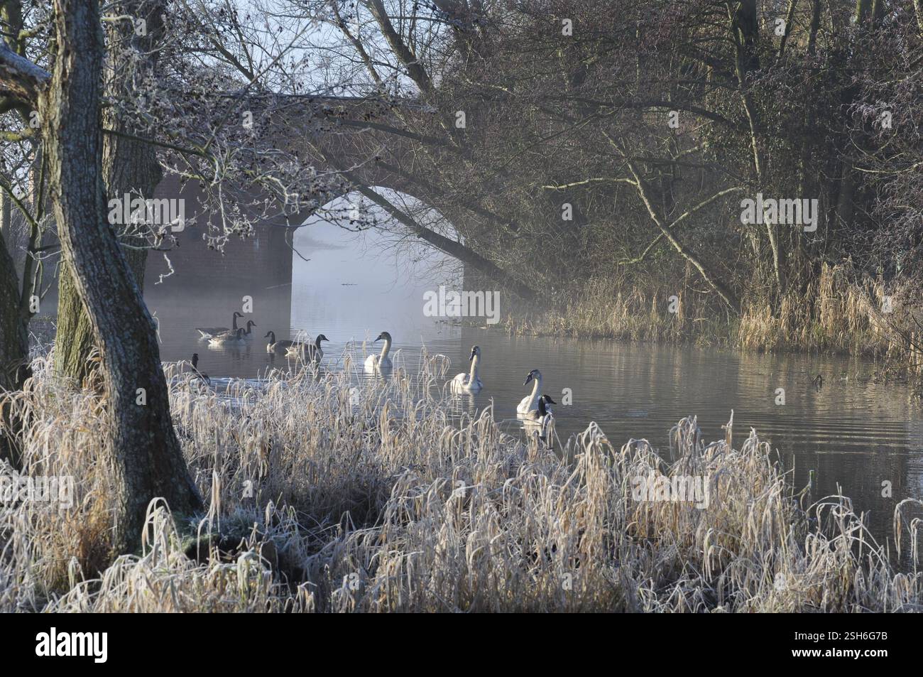 North Walsham and Dilham Canal (disused) near East Ruston Norfolk ...