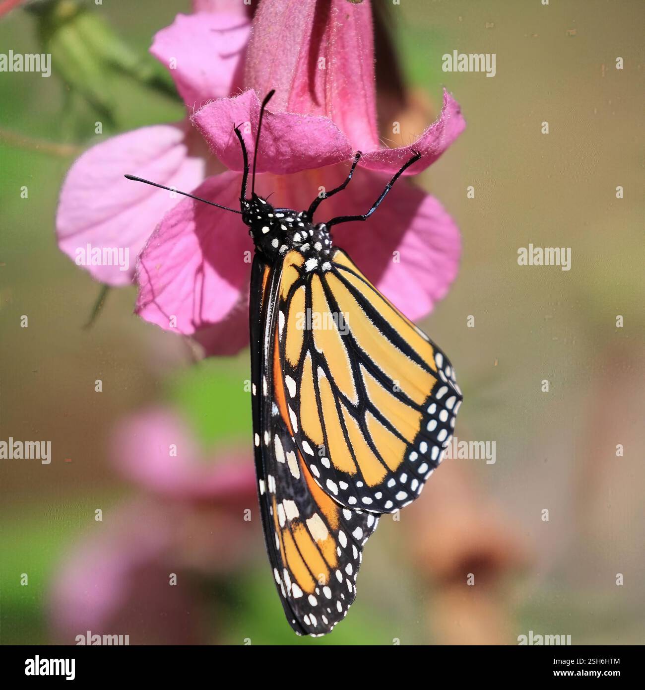 Monarch Butterfly on Pink Flower: A Monarch butterfly feeds on a pink ...