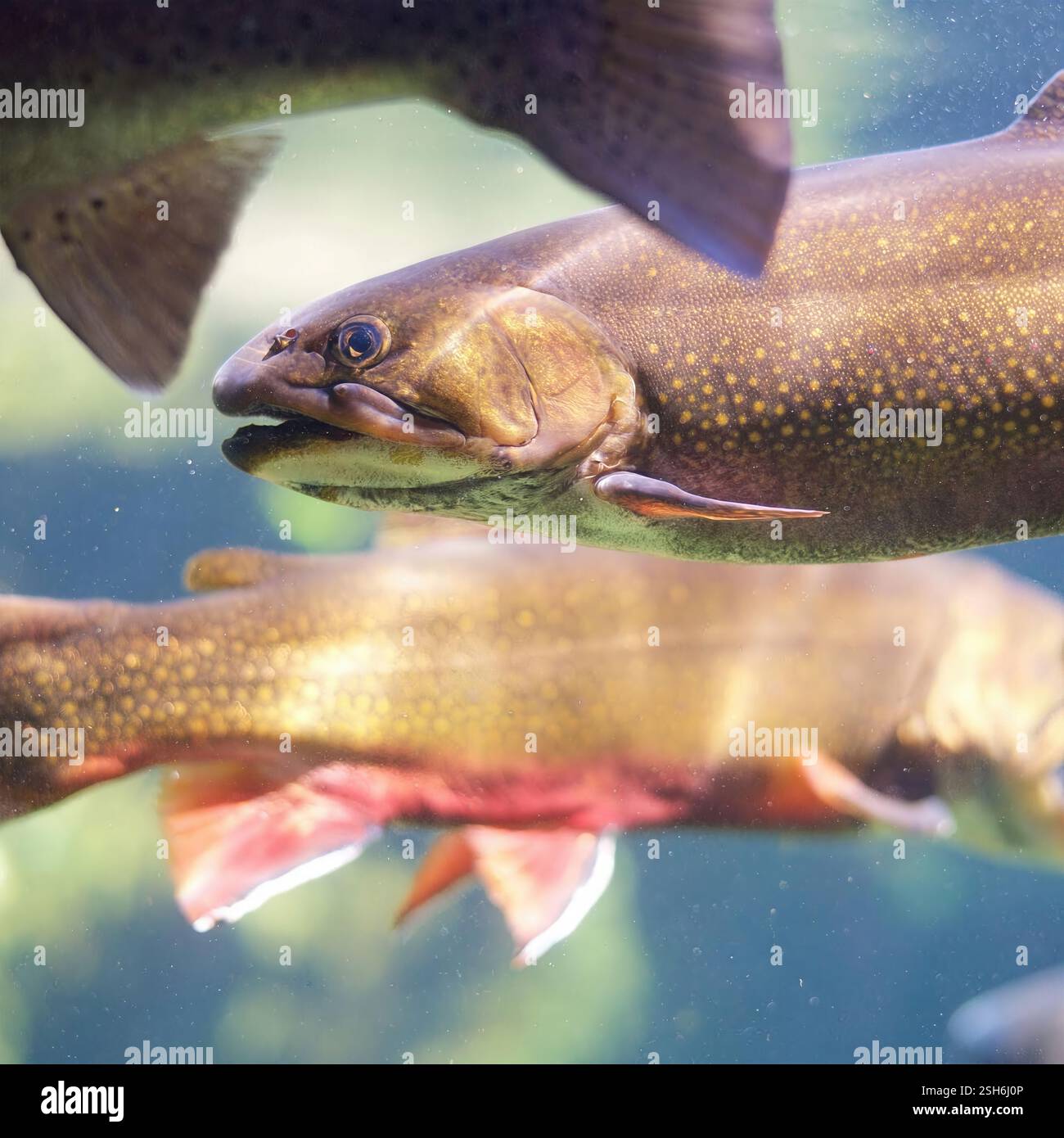 Close-Up of Brook Trout: Vivid close-up of a brook trout in water ...
