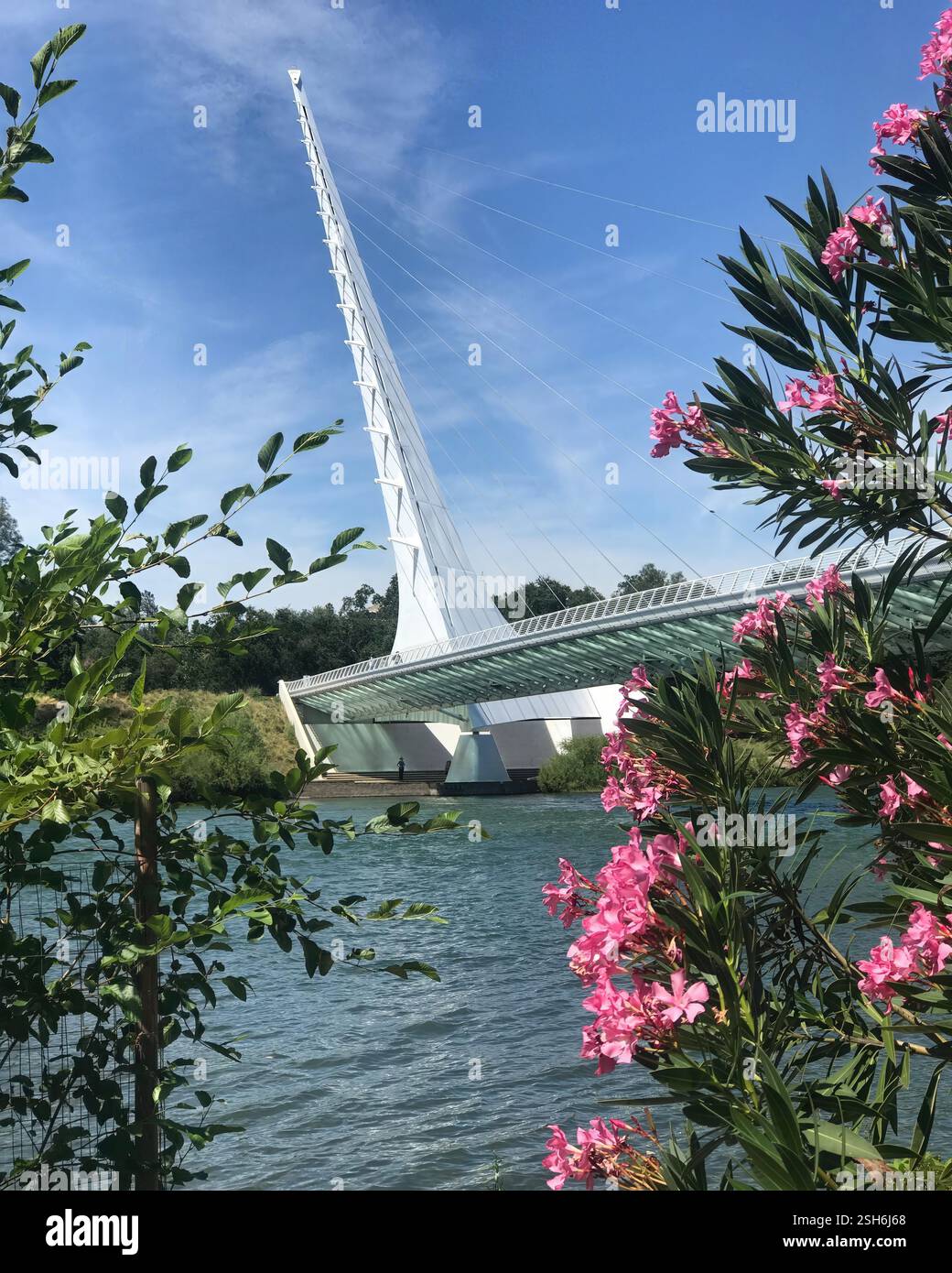 Sundial Bridge View: Lush greenery frames the iconic Sundial Bridge ...