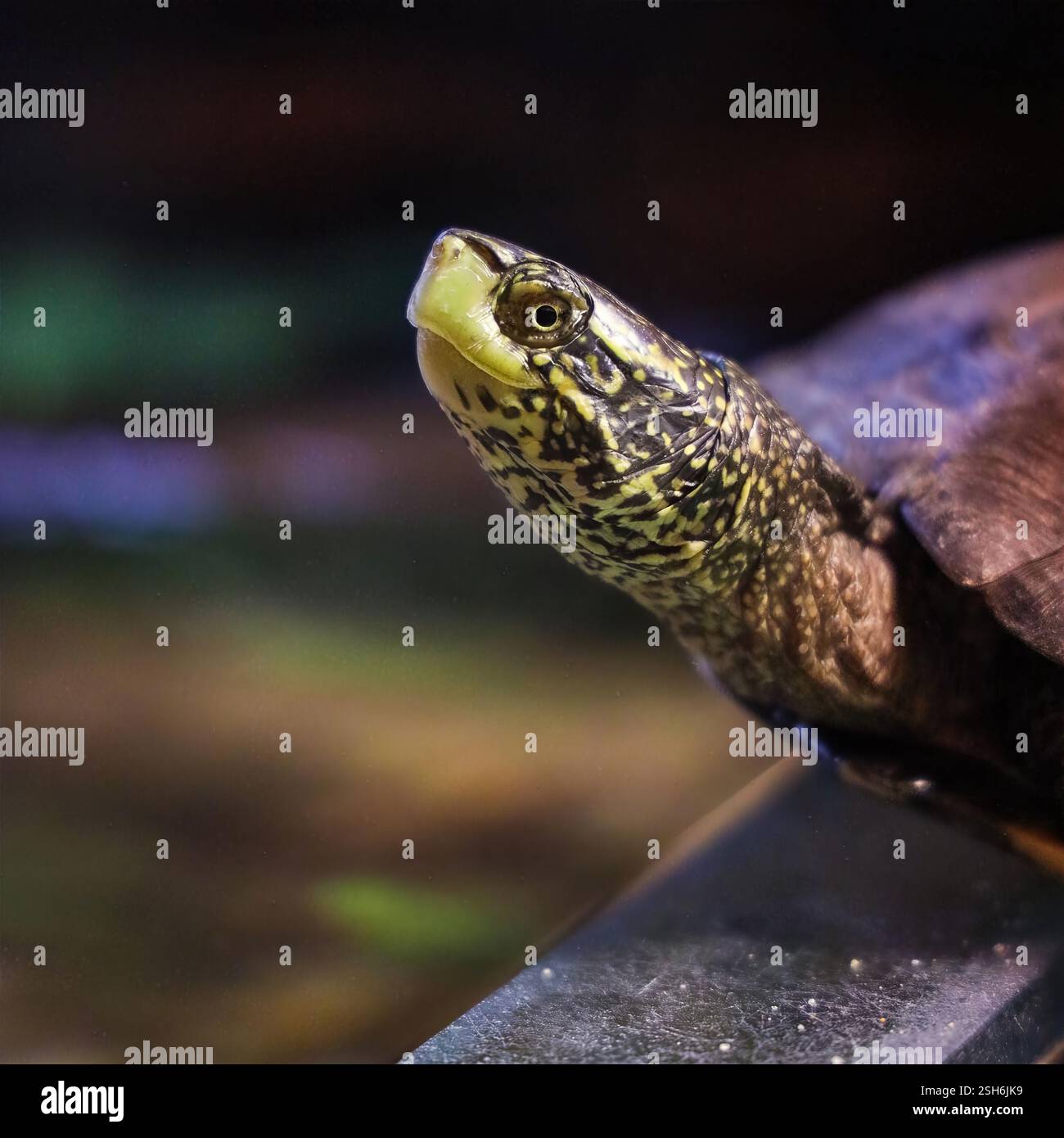 Turtle Facing Forward: A frontal view of a turtle with a textured shell ...