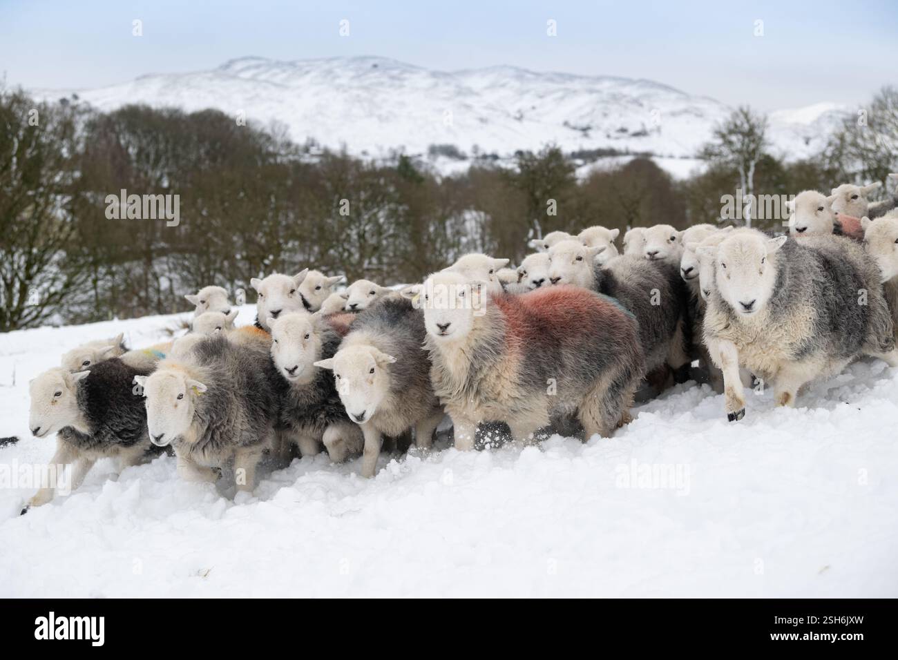 Herdwick sheep, a hardy breed native to the English Lake District, in ...