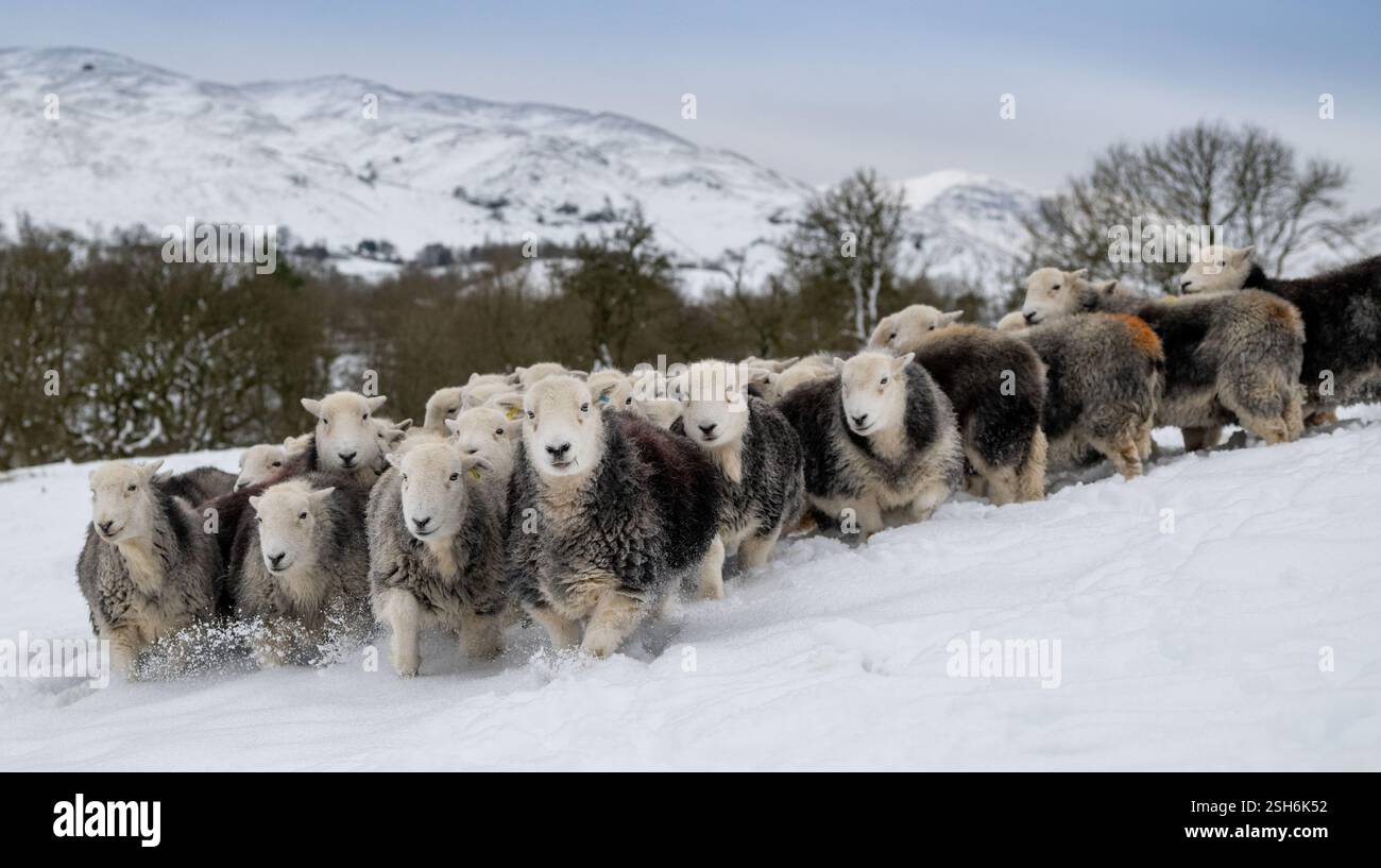 Herdwick sheep, a hardy breed native to the English Lake District, in ...