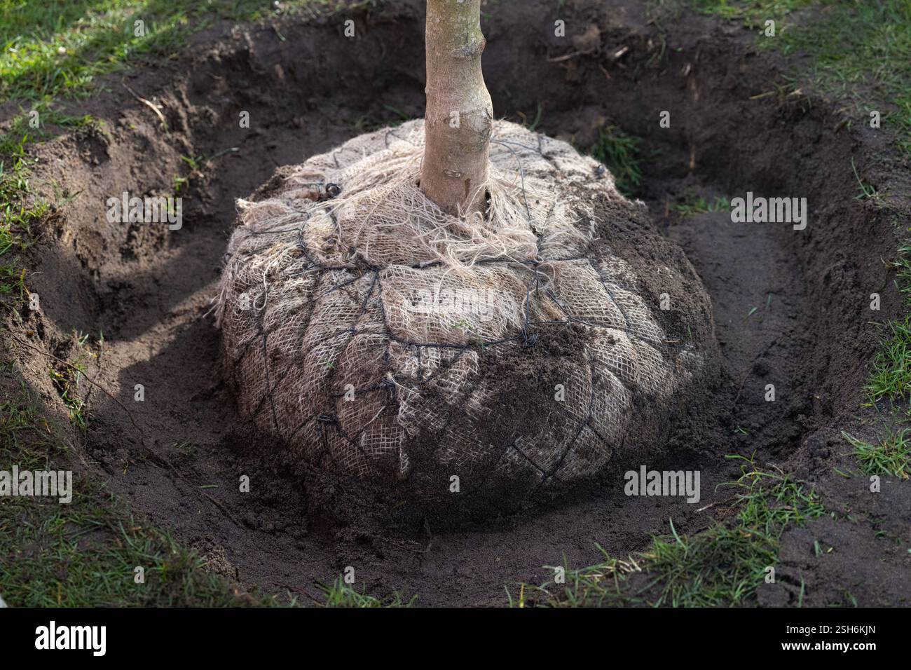 A young tree, wrapped in burlap and wire mesh, is being planted in a ...