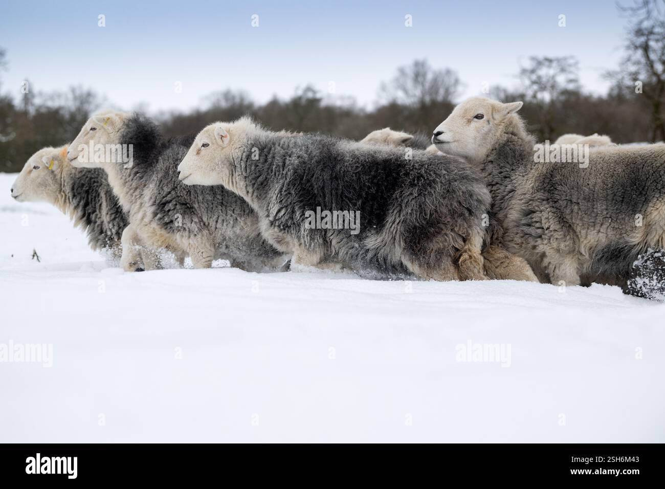 Herdwick sheep, a hardy breed native to the English Lake District, in ...