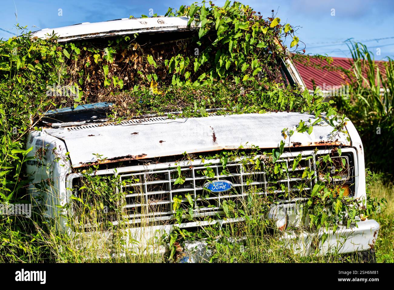 An old rusty Ford van abandoned in the woods Stock Photo - Alamy