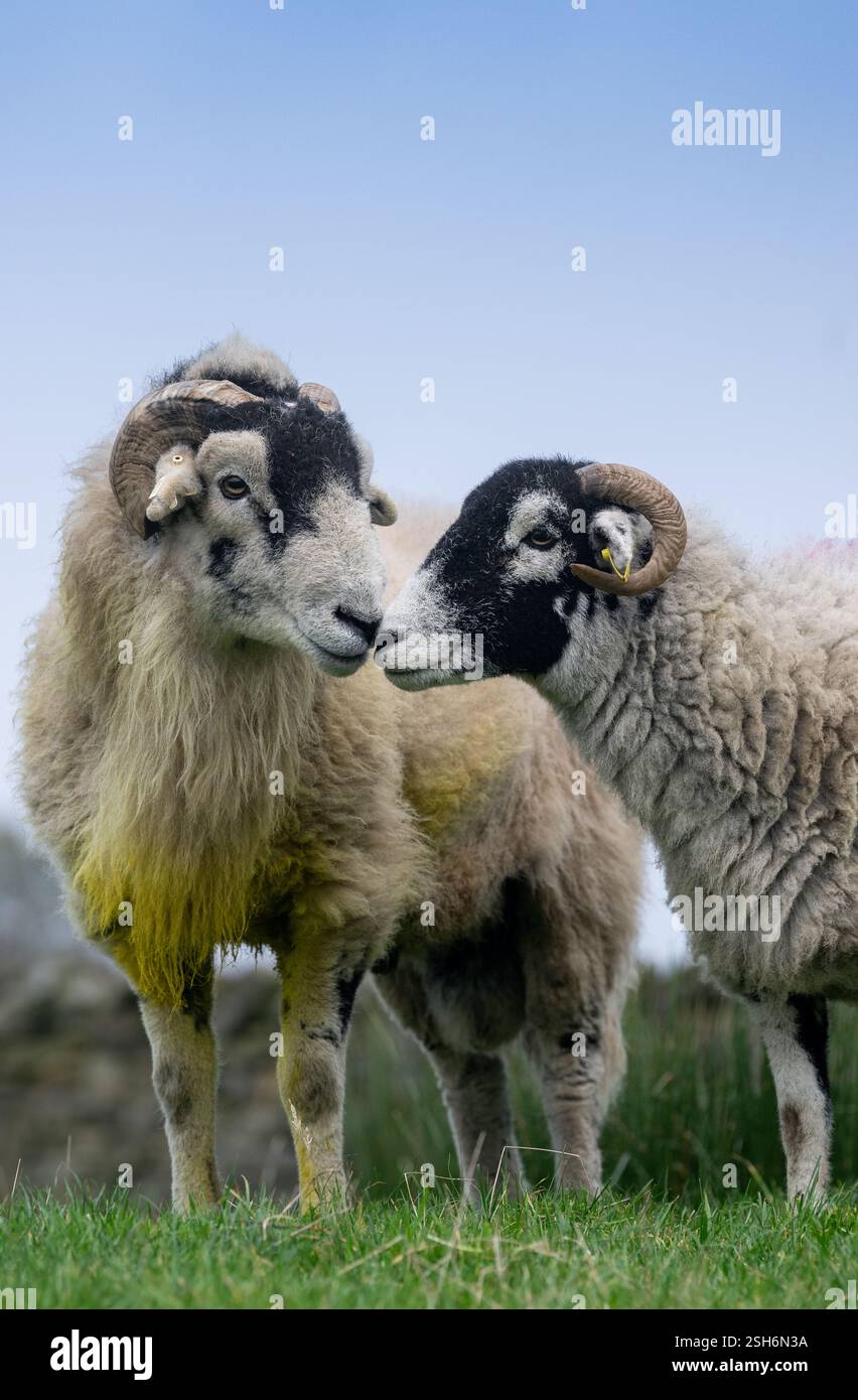 Swaledale ram out with his flock of ewes in autumn during "Tupping Time ...