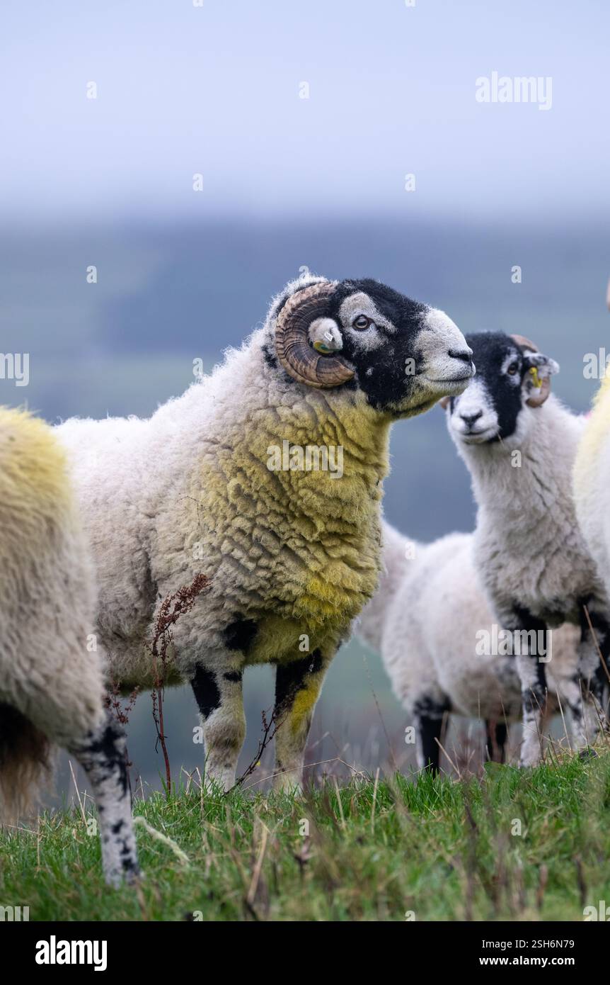 Swaledale ram out with his flock of ewes in autumn during "Tupping Time ...