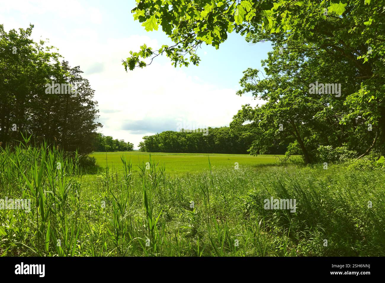 Rough Meadows Wildlife Sanctuary, Rowley, MA Stock Photo - Alamy