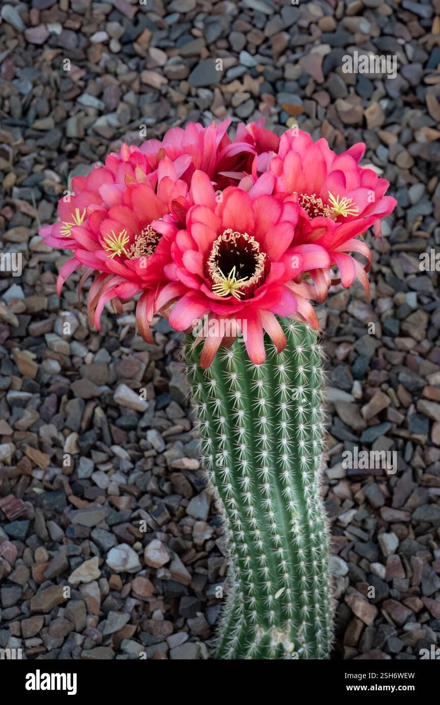 Cactus blooming on spring hi-res stock photography and images - Alamy