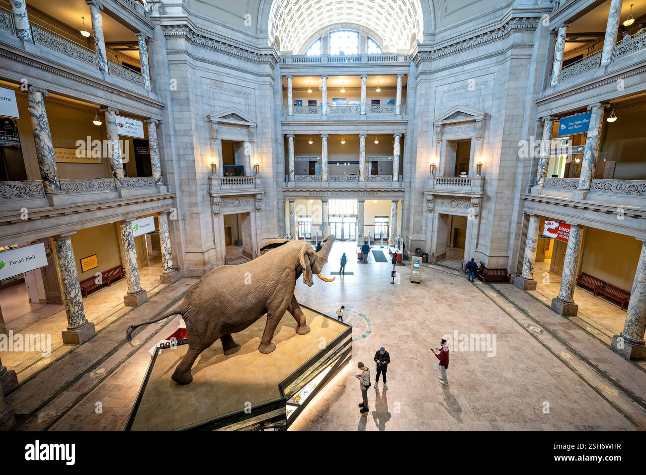 WASHINGTON DC, United States — Henry the Elephant stands in the central ...