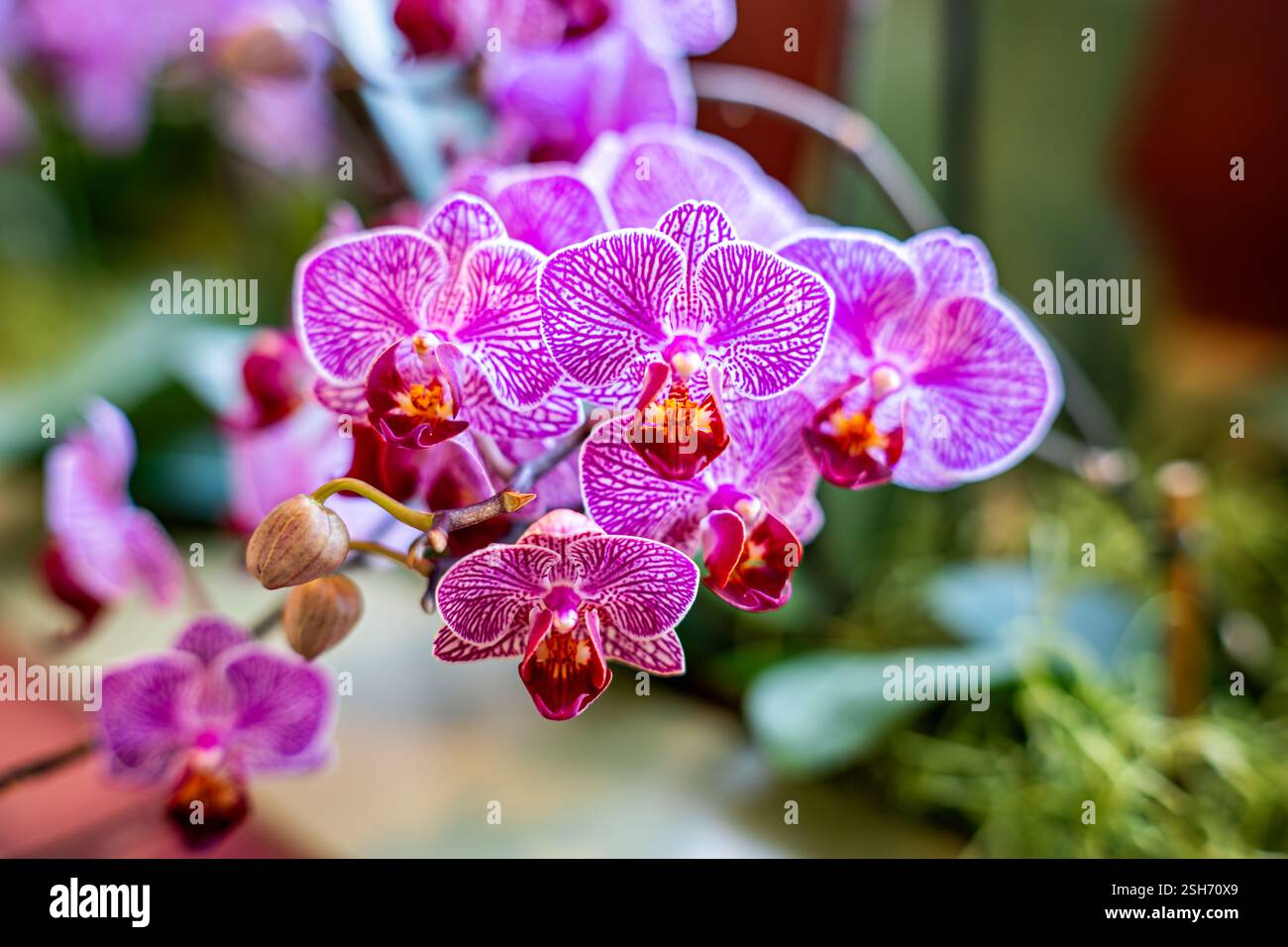 WASHINGTON DC, United States — A Phalaenopsis hybrid, commonly known as ...
