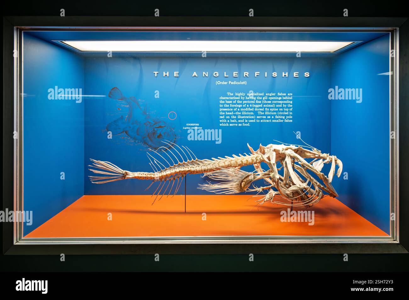 WASHINGTON DC, United States — The Bone Hall at the Smithsonian's ...