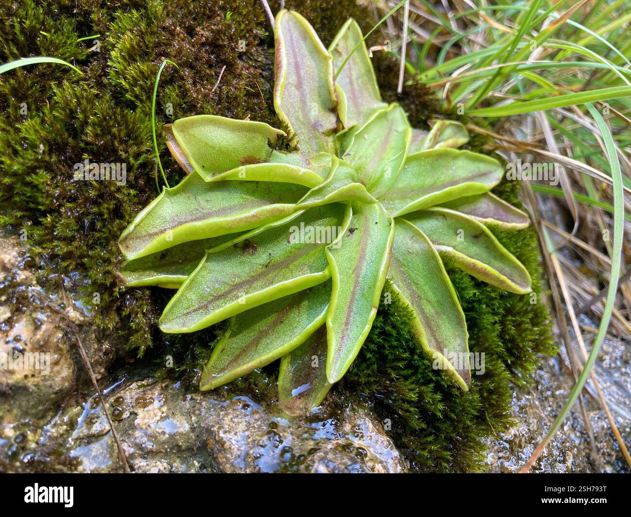 alpine butterwort(Pinguicula alpina) a species of carnivorous plant ...