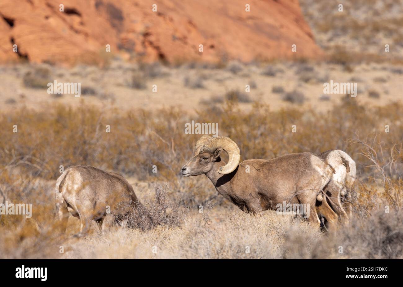 Desert Bighorn Sheep Ram in Valley of Fire State Park Nevada in Winter ...