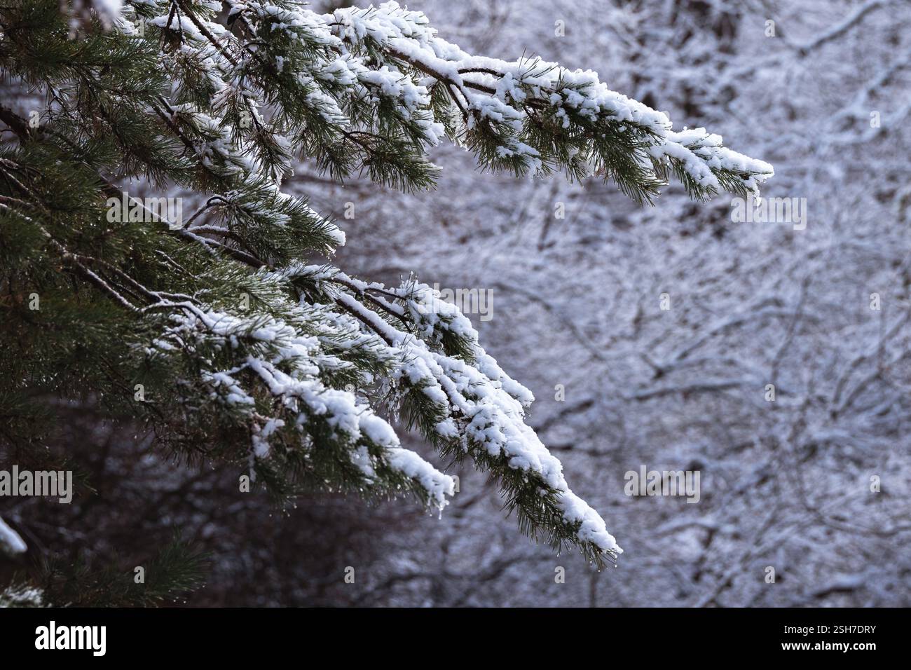 Snow covered pine branches close up Stock Photo - Alamy