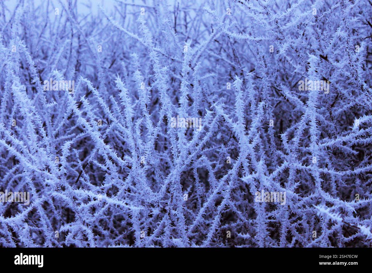 Frozen winter branches are covered with a thick layer of textured frost ...