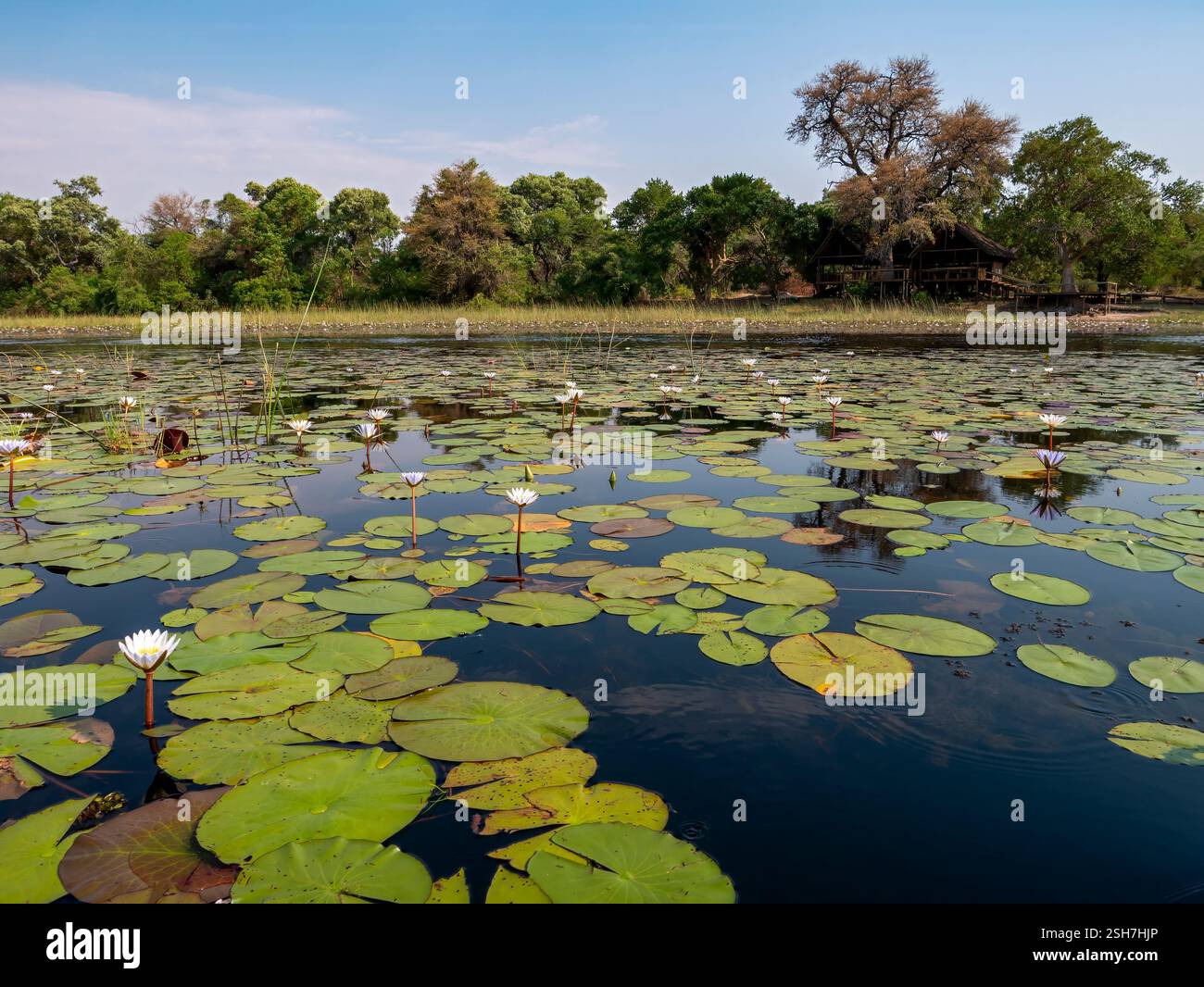 River landscape with water lilies (Nymphaea nouchali) in the Okovango ...