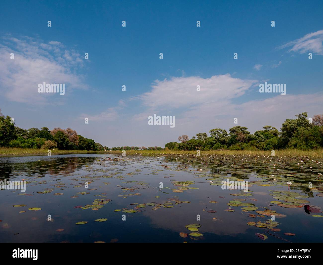 River landscape with water lilies (Nymphaea nouchali) in the Okovango ...