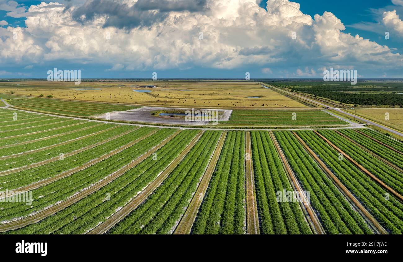 Agricultural cultivated field in summer season with growing crops ...