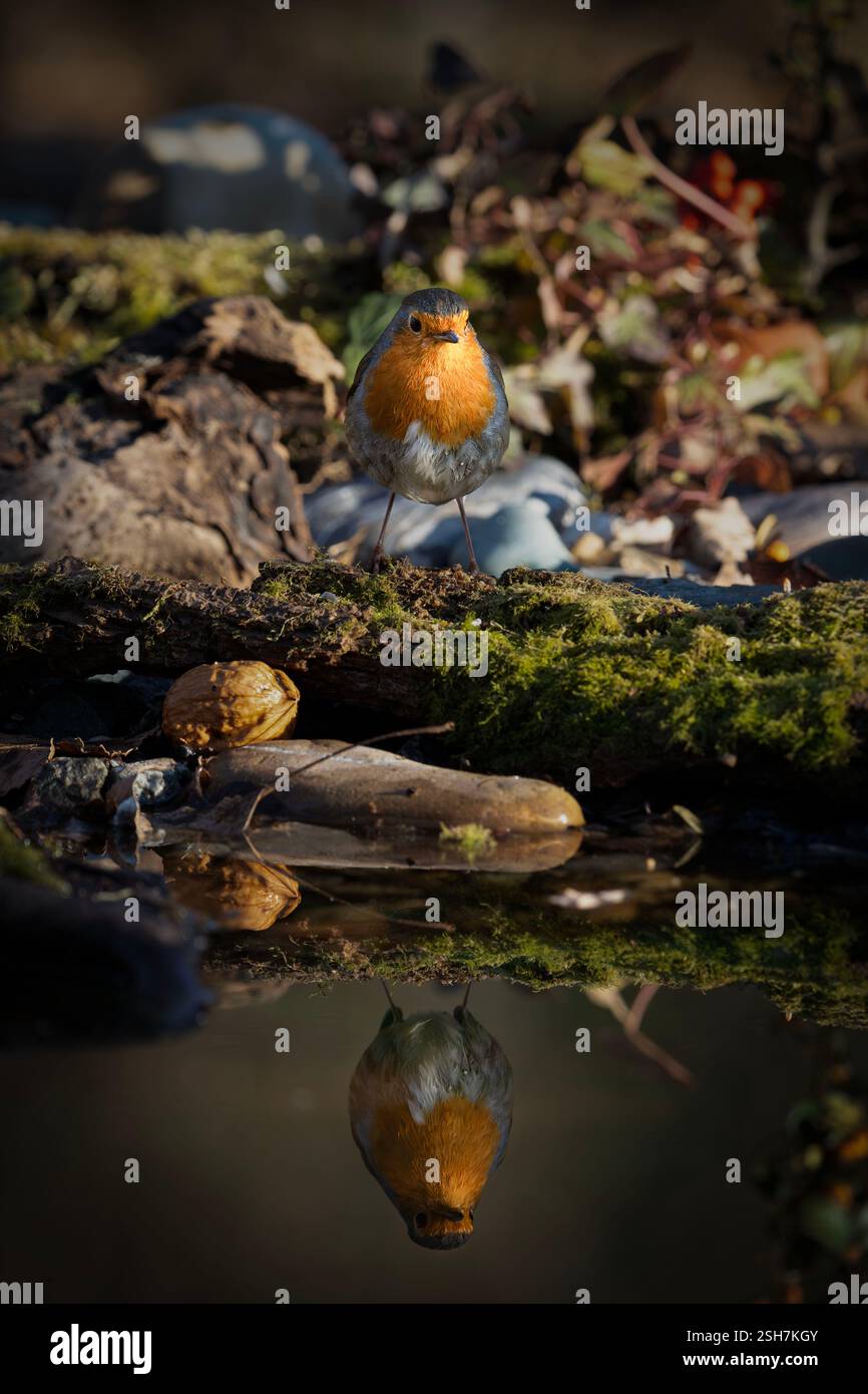 European Robin portrait with water reflection Stock Photo - Alamy