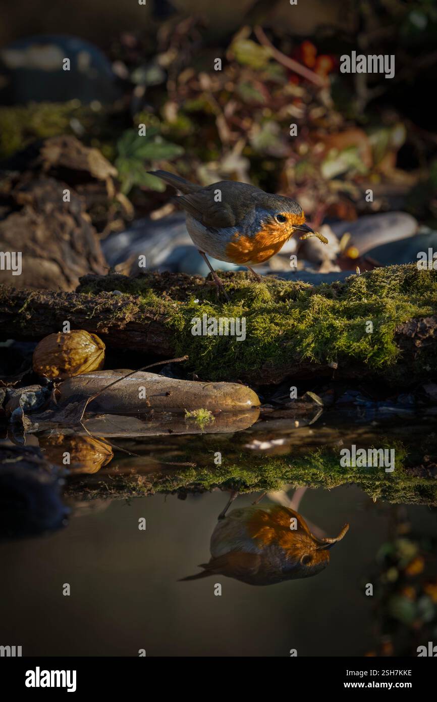 European Robin portrait with water reflection Stock Photo - Alamy