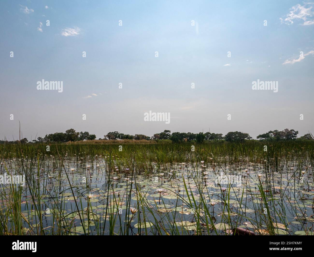 River landscape with water lilies (Nymphaea nouchali) in the Okovango ...